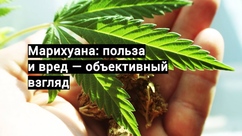 Марихуана: польза и вред — объективный взгляд