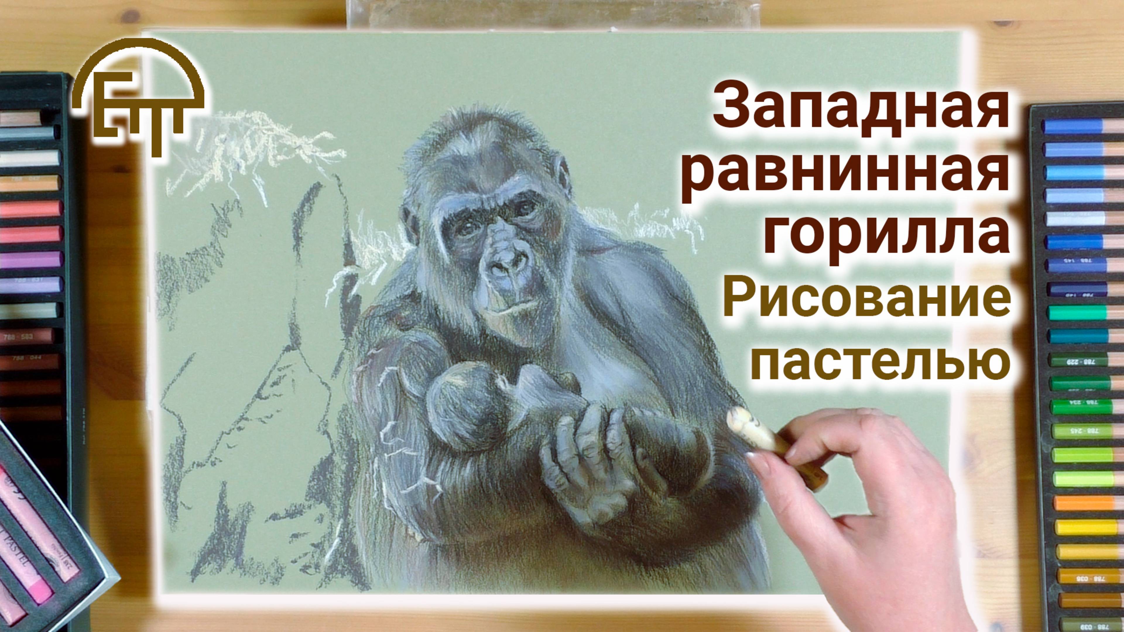 Западная равнинная горилла. Рисование пастелью