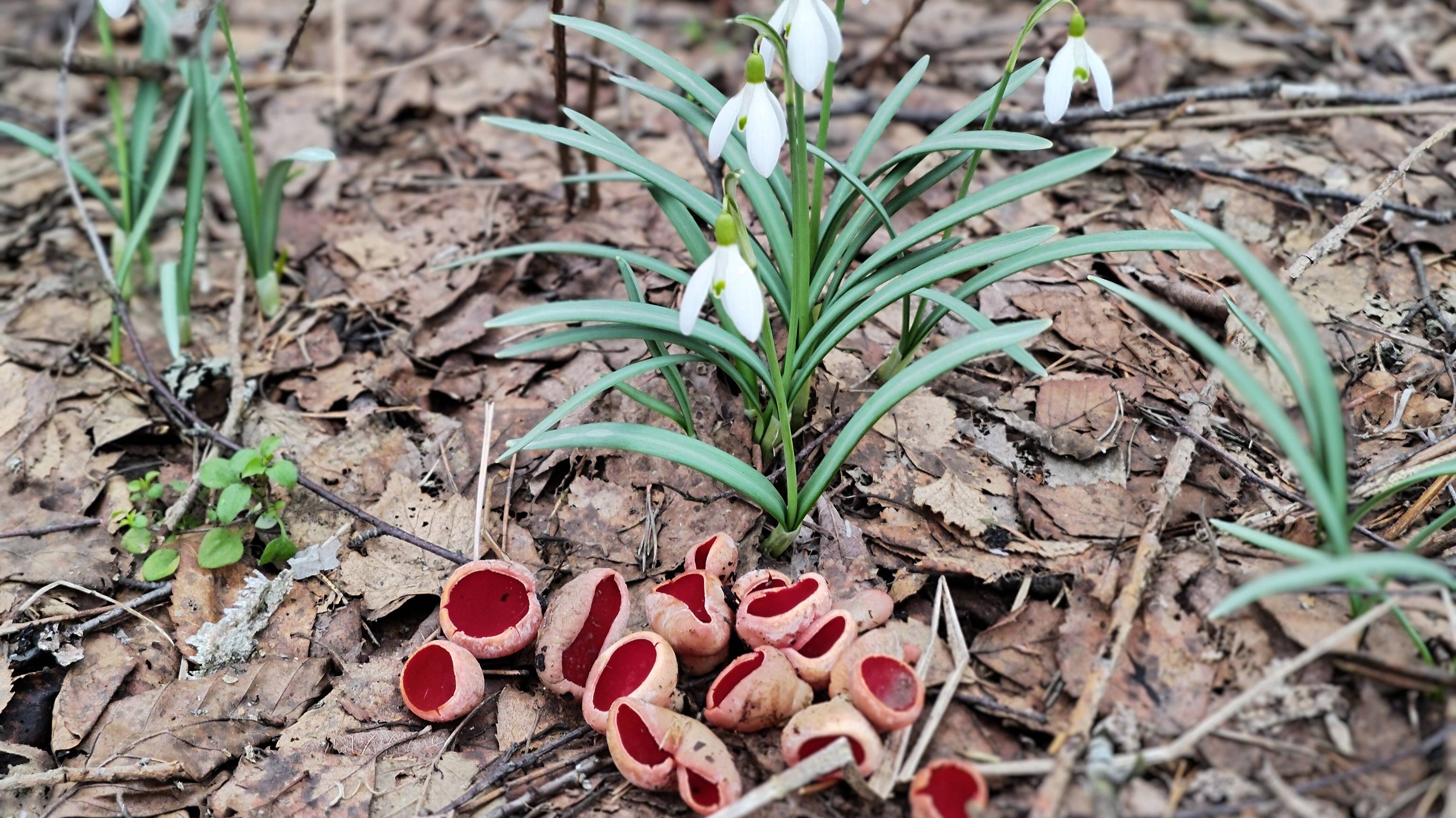 УРА ТОВАРИЩИ !!! ГРИБНОЙ СЕЗОН 2025 ОТКРЫТ !