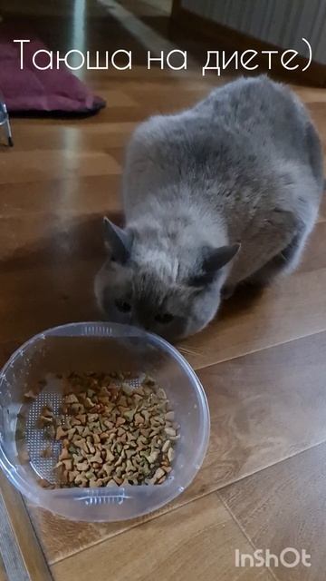 Таюша на диете