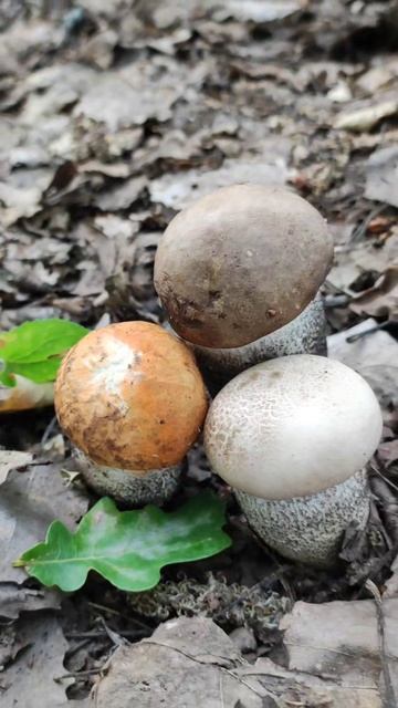 Чудеса! Три подосиновика разного цвета