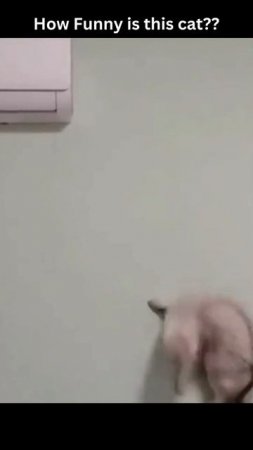 Cat Funny climbing wall #shorts  #shortsvideo