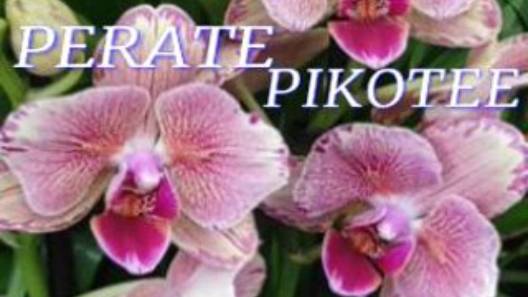 №1057/  ПЕРЕСАДКА орхидеи БАБОЧКИ  PIRATE PIKOTEE