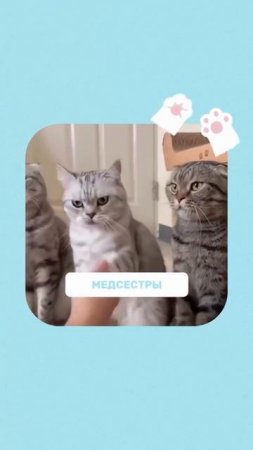 Клиника ЭКО в параллельной вселенной кошек😻