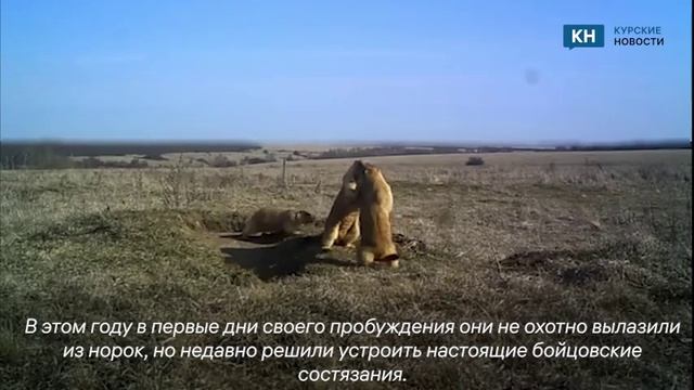 В Курской области засняли драку сурков