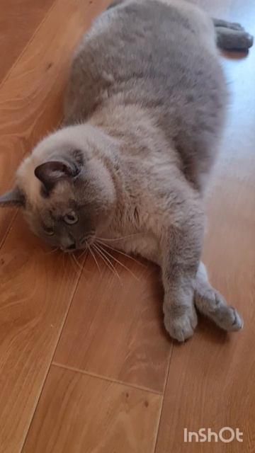 Зарядка для кошарика).