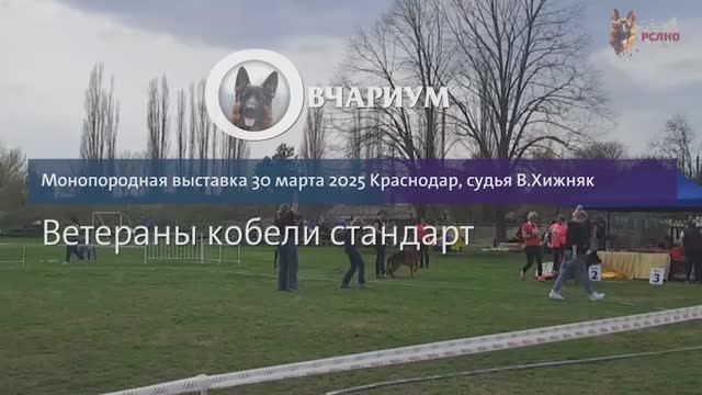 ВЕТЕРАНЫ КОБЕЛИ / КЧК КРАСНОДАР 30 марта`25 В.Хижняк Моно немецких овчарок