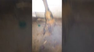 Туалет Царичанка парк