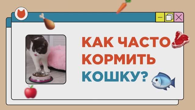 Как часто нужно кормить кошку в день
