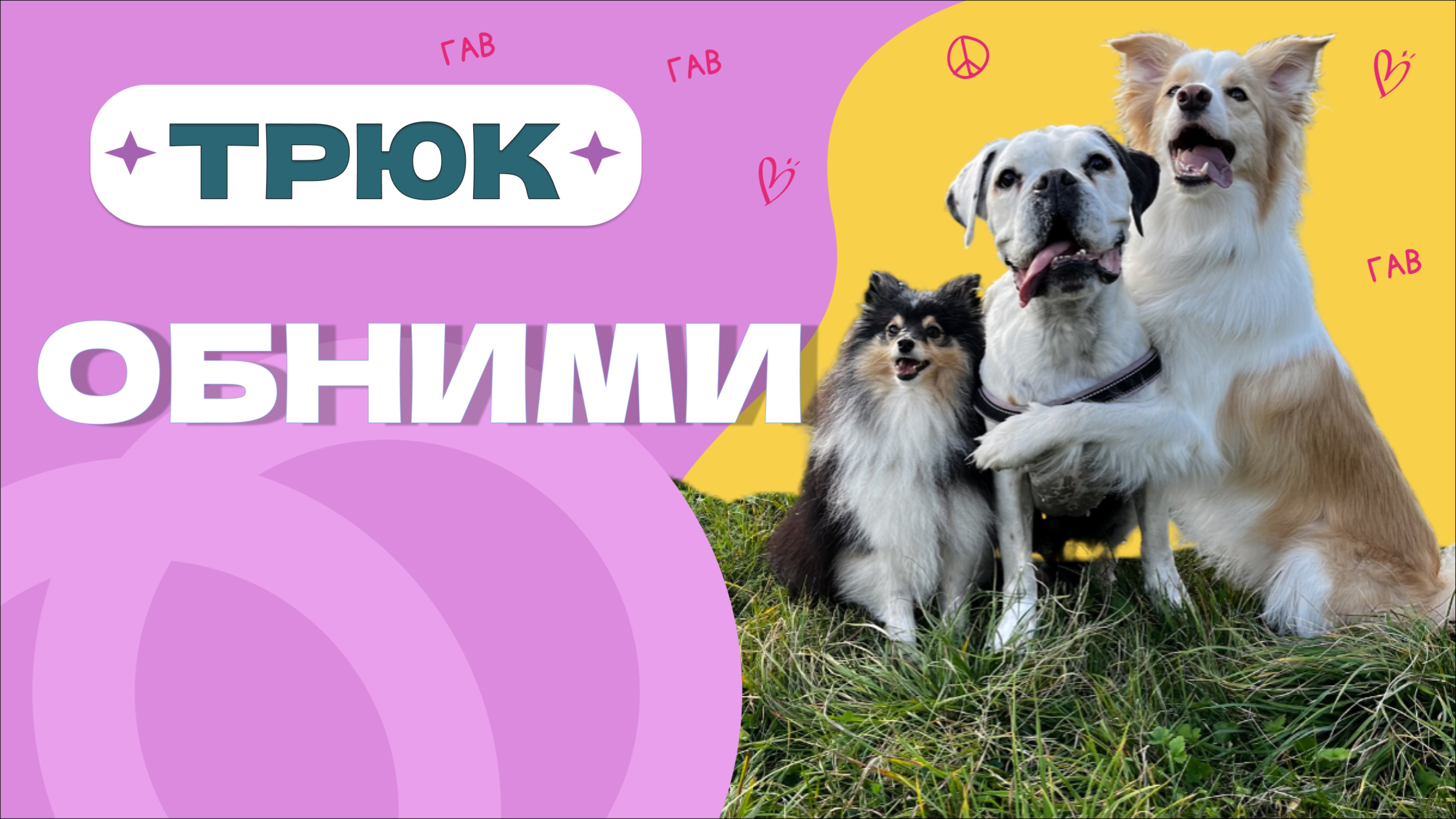 УЧИМ СОБАК ОБНИМАТЬСЯ И ОБНИМАТЬ ПРЕДМЕТЫ, трюк обнять другую собаку