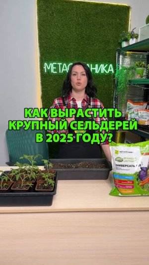 Как вырастить крупный сельдерей в 2025 году