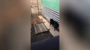 Потихоньку ПРИВЫКАЮТ собачули / Нужно время... / Главное что они в безопасности