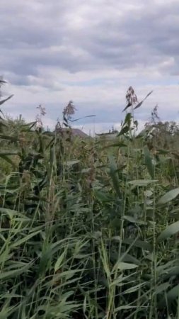 Как хорошо летом на озере