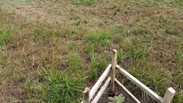 Гуляем с братом