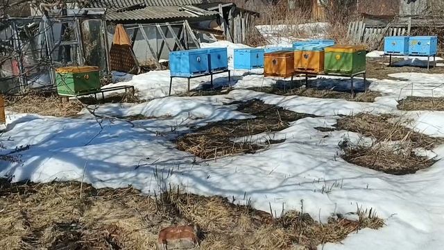 пасека 1 апреля 25 г.