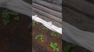 Видео-отзыв о рассаде от Доброго Ежа