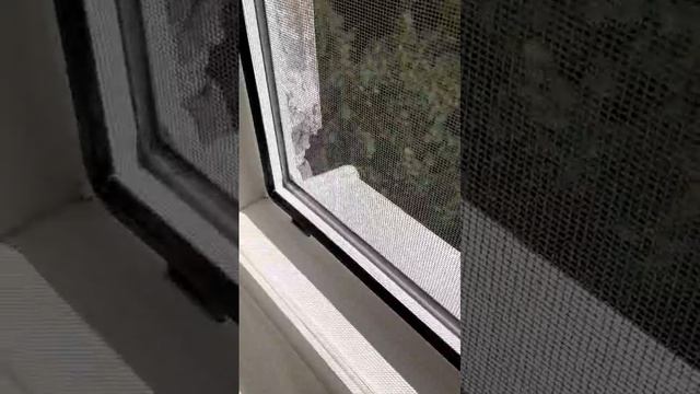 Новые окна Рехау в квартире