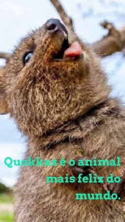 Quokkas - O animal mais feliz do mundo ? #Shorts