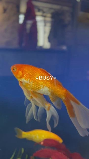 Фестиваль-отель Foresta - куда поехать на выходные