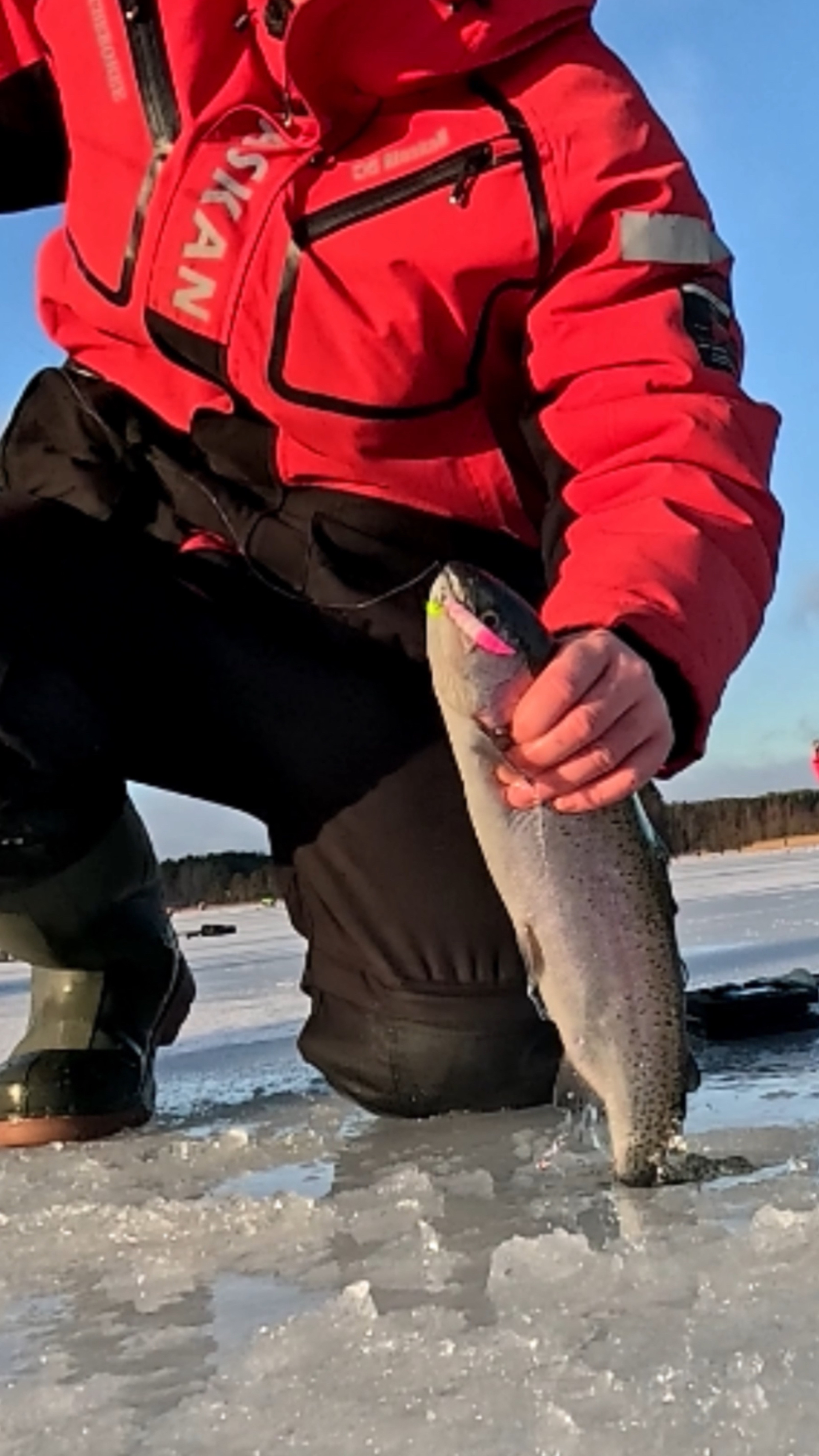 Форель не даёт скучать, поклёвка за поклёвкой!