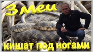Змеи кишат под ногами. Что творится на Ейской коса. Отдых на Кубани. Ейск.