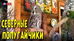 СЕВЕРНЫЕ ПОПУГАЙЧИКИ