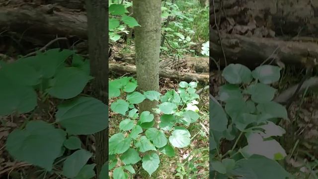 Обзор лесных грибов