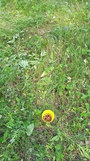 На полянку за клубникой Ч.1