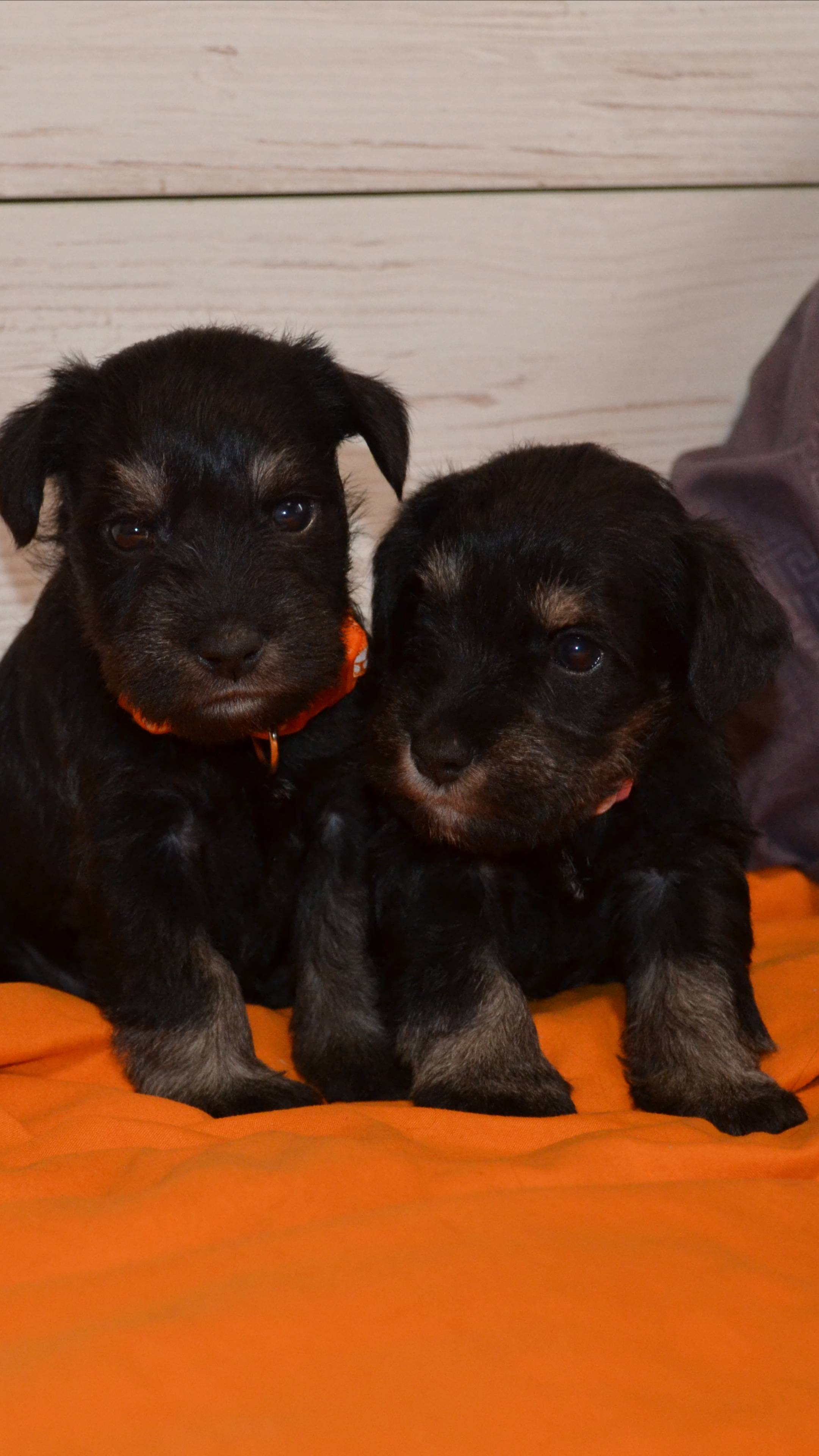 Цвергшнауцер щенки 2 мальчика и 5 девочек.