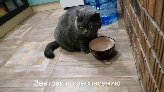 День Михалыча