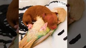 Как попугай решил стать собакой.. с улыбкой! 🤣
