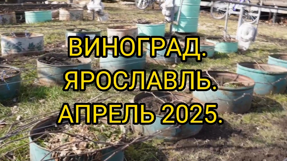 ВИНОГРАД. ЯРОСЛАВЛЬ. АПРЕЛЬ 2025г.