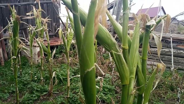 Поездка в деревню к бабушке и дедушке