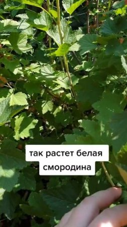 Куст белой смородины