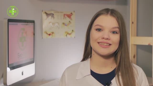 Почему кошка ест собачий корм