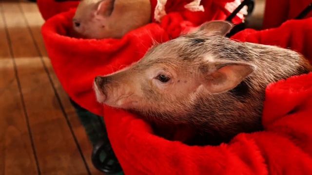 Свинки-шоу