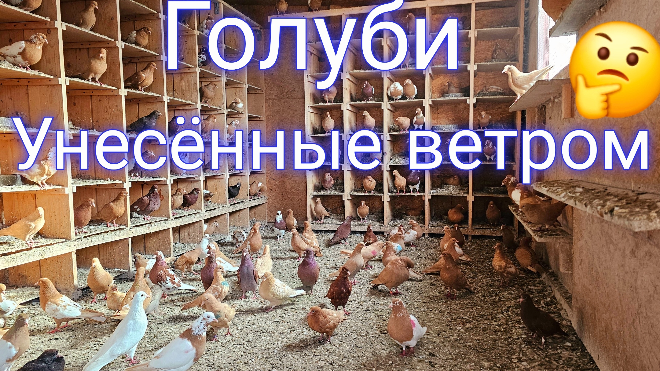 Голуби пожалеть или погнать?