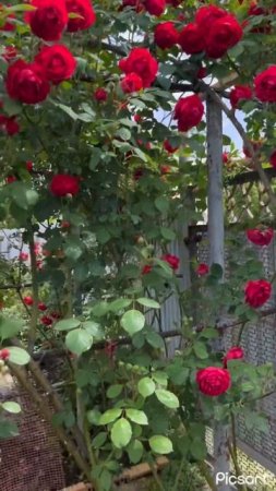 Апшеронский район. Краснодарский край. Май #домнаюге #жизнь #кубань #garden #лето #morning