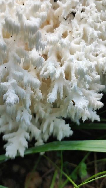 Ежовик коралловидный (Hericium coralloides) в лесу