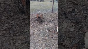 Любимое дело