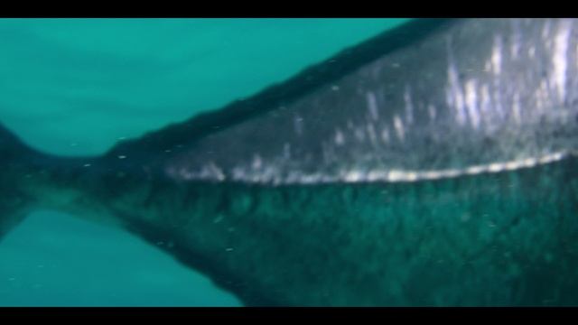 Наши океаны 2 серия «Индийский океан» (документальный сериал, 2024)