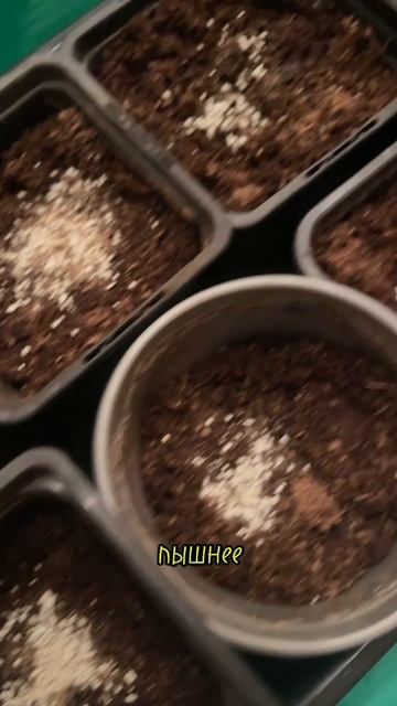 Пересаживаемся петунию