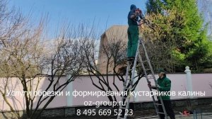 Услуги обрезки и формирование кустарников калины на даче. Выезд агрономов по Москве и области. Цены.