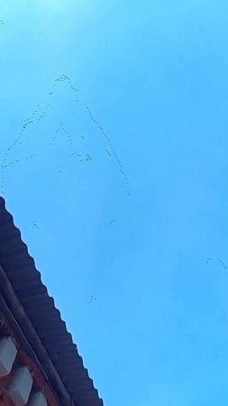 🦆Каждый год дикие гуси преодолевают тысячи километров, возвращаясь к местам гнездования