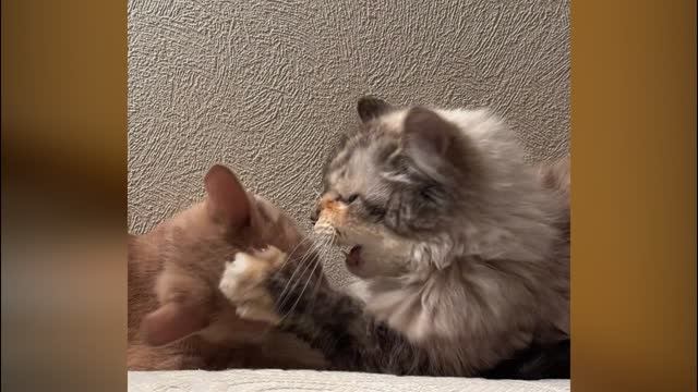 КОТИКИ
