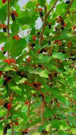 Mulberry farming #mulberry #farming #organic #shorts #trending