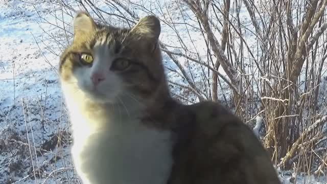 Утренний снежок и кошка Маруся! март
