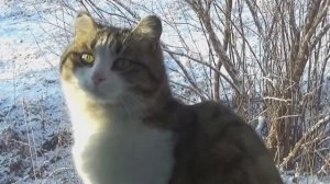 Утренний снежок и кошка Маруся! март