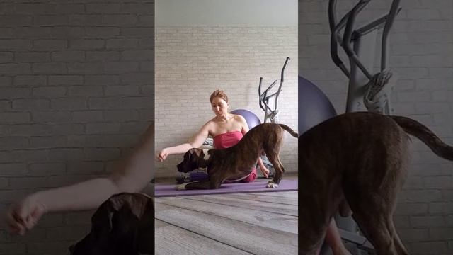 Tcenniy Prize Poker 10 m, дрессировка щенка