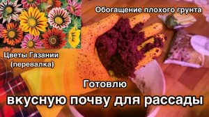 Прошлогодний грунт. Как его обогатить и улучшить плохой грунт? Пересадка цветов Газании из таблеток.